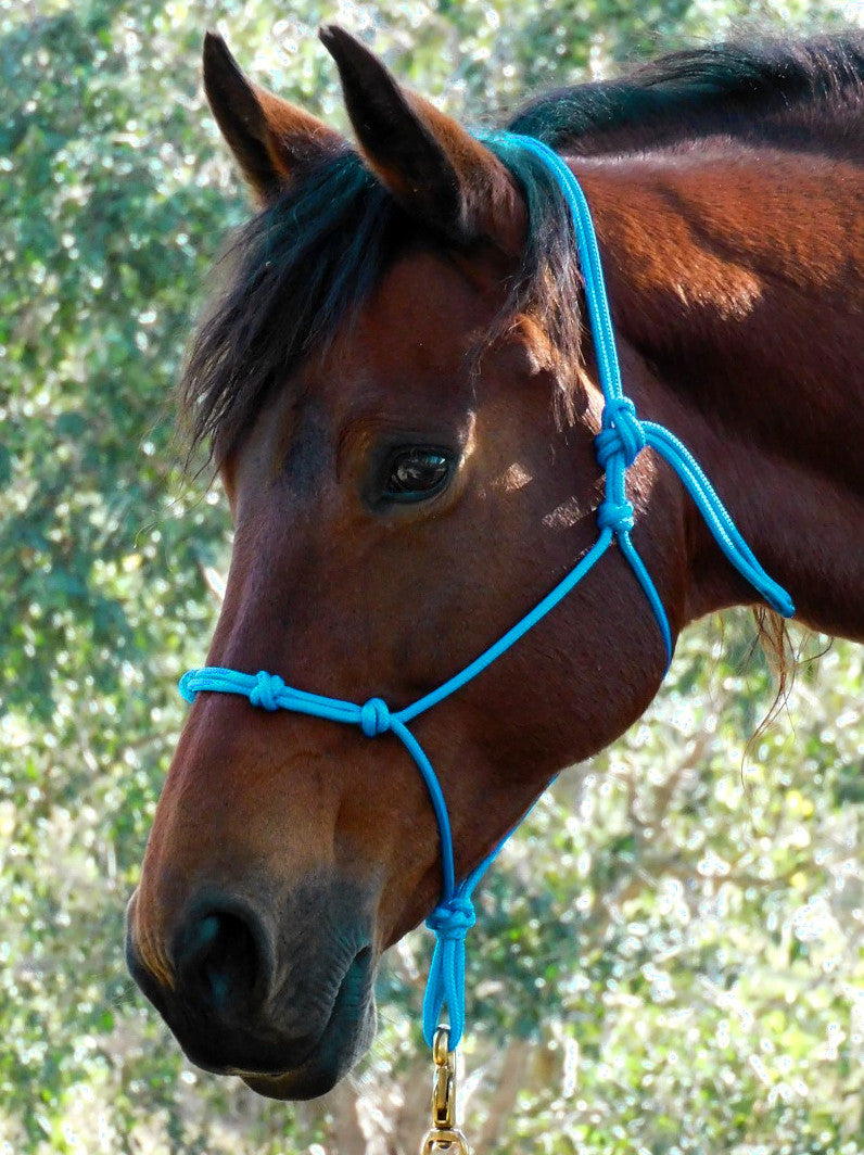 Marine rope four nose knot training halter Cyan – Earthhorse equipment