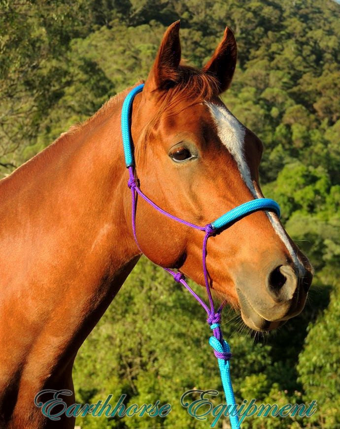 Padded halter, Purple/cyan blue padding – Earthhorse equipment