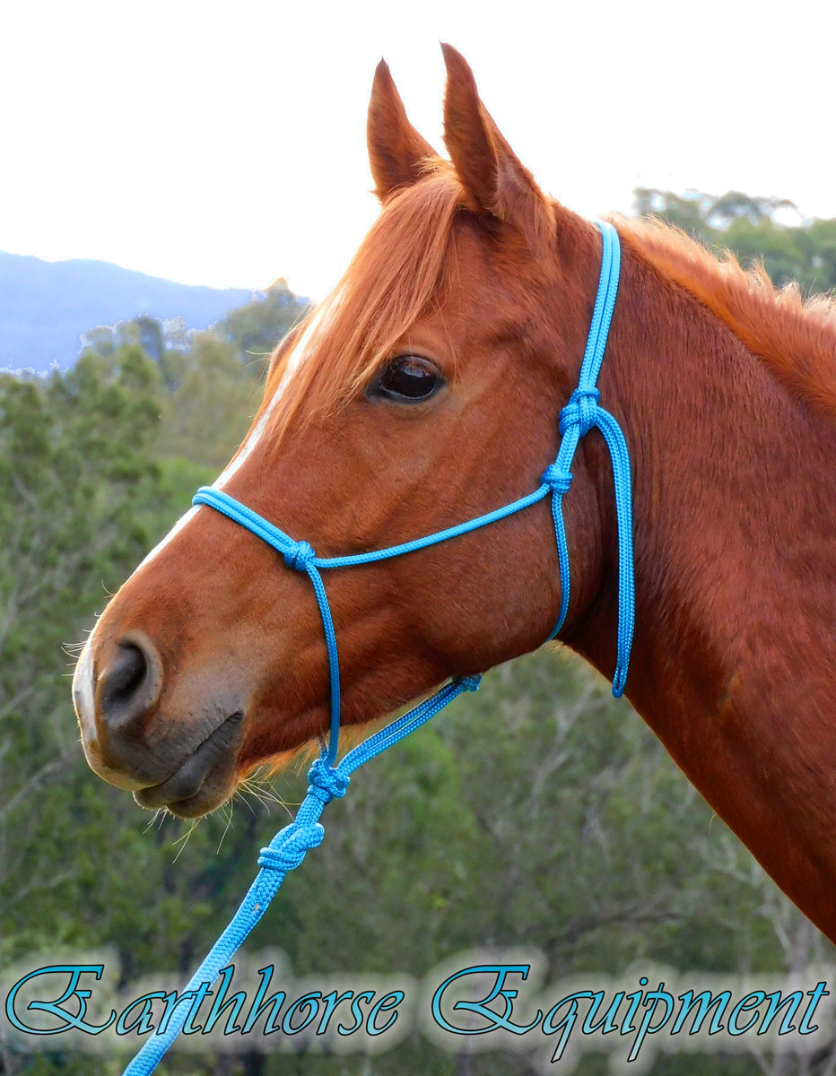 Standard halter and 2.5 mt loop on lead set CYAN BLUE – Earthhorse ...