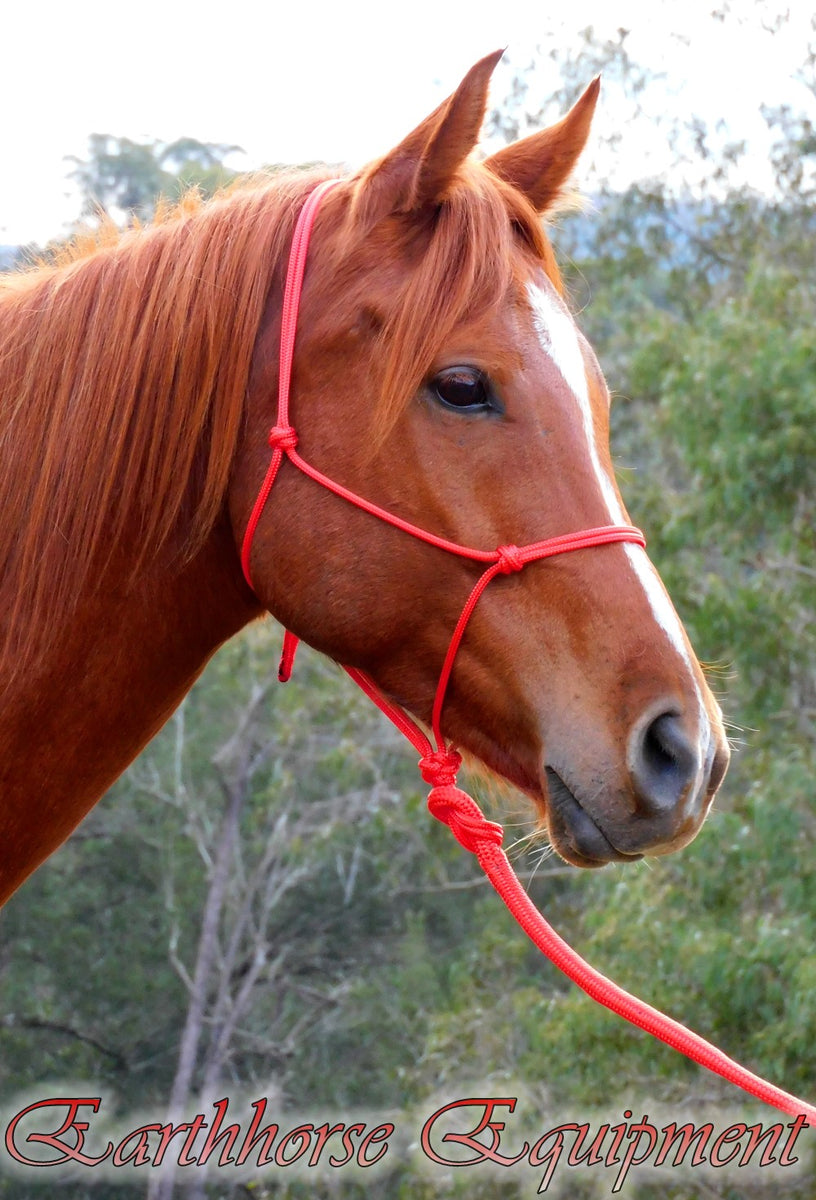 Standard halter and 2.5 mt loop on lead set RED – Earthhorse equipment